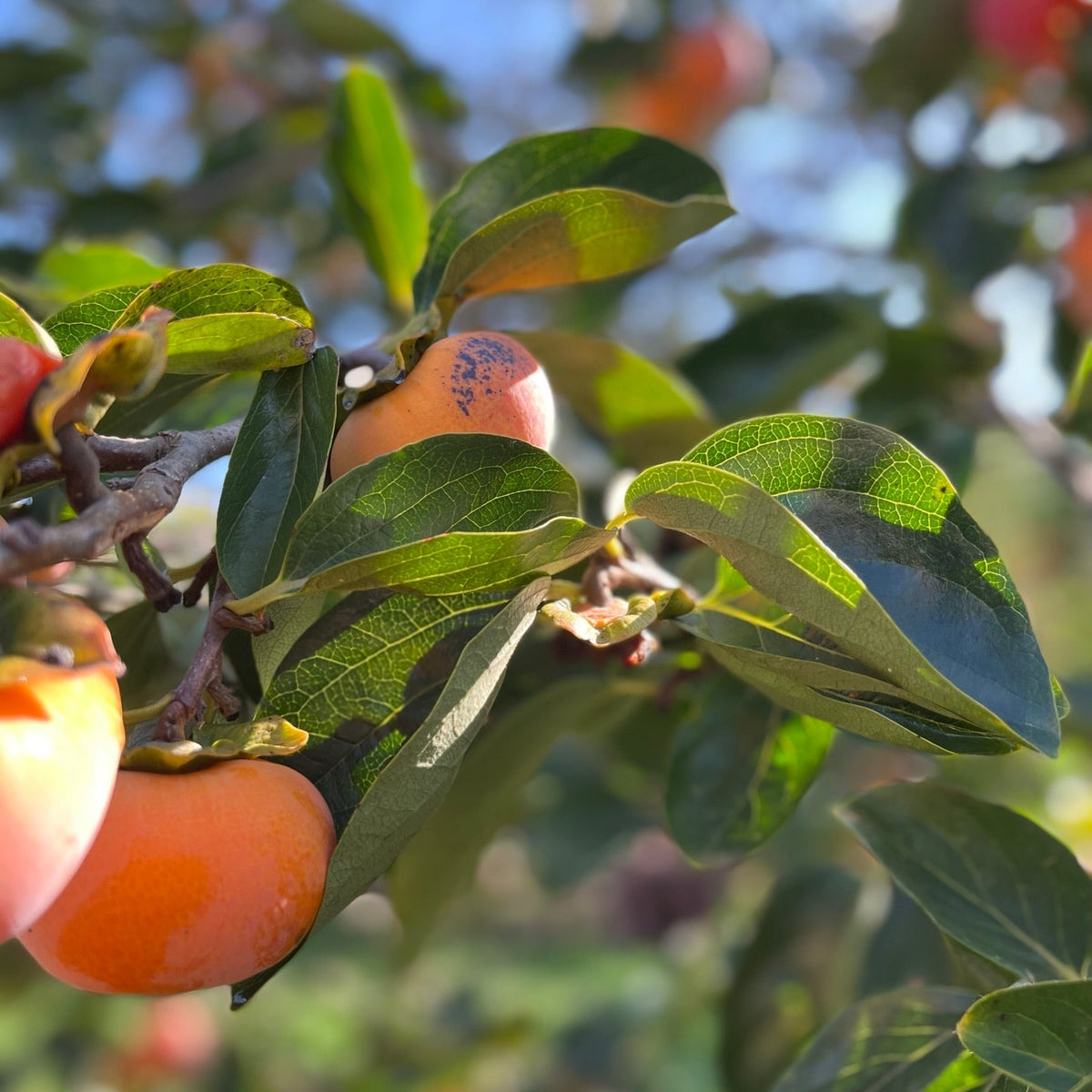 Le paradis de Sota els Angels – Le vin dans les voiles